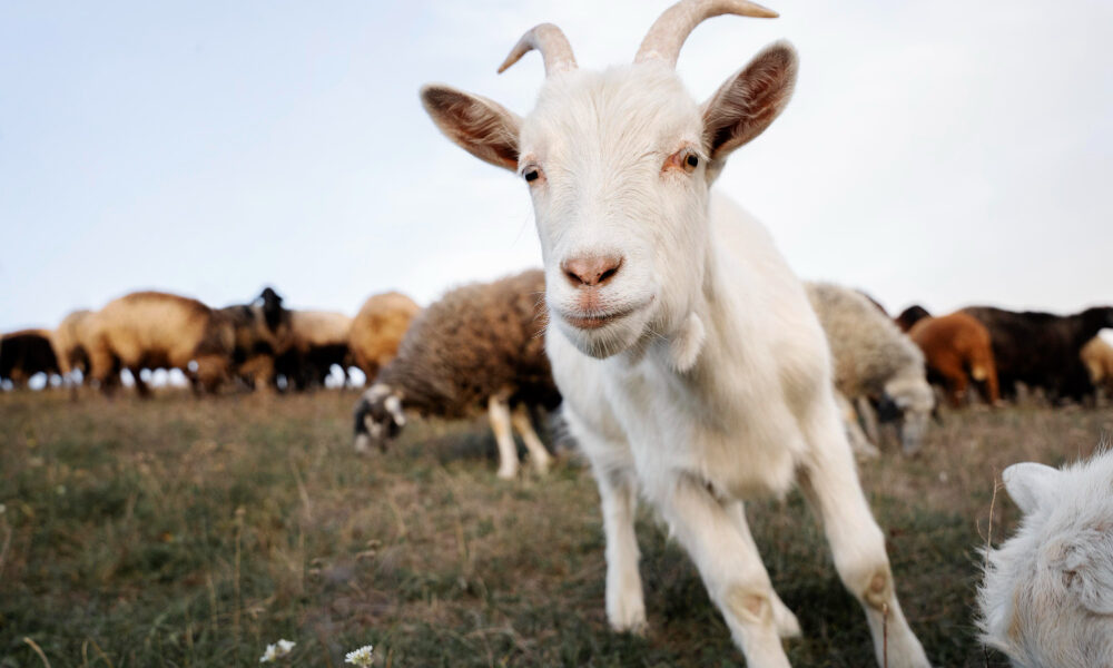 Los beneficios de consumir carne caprina | E&J