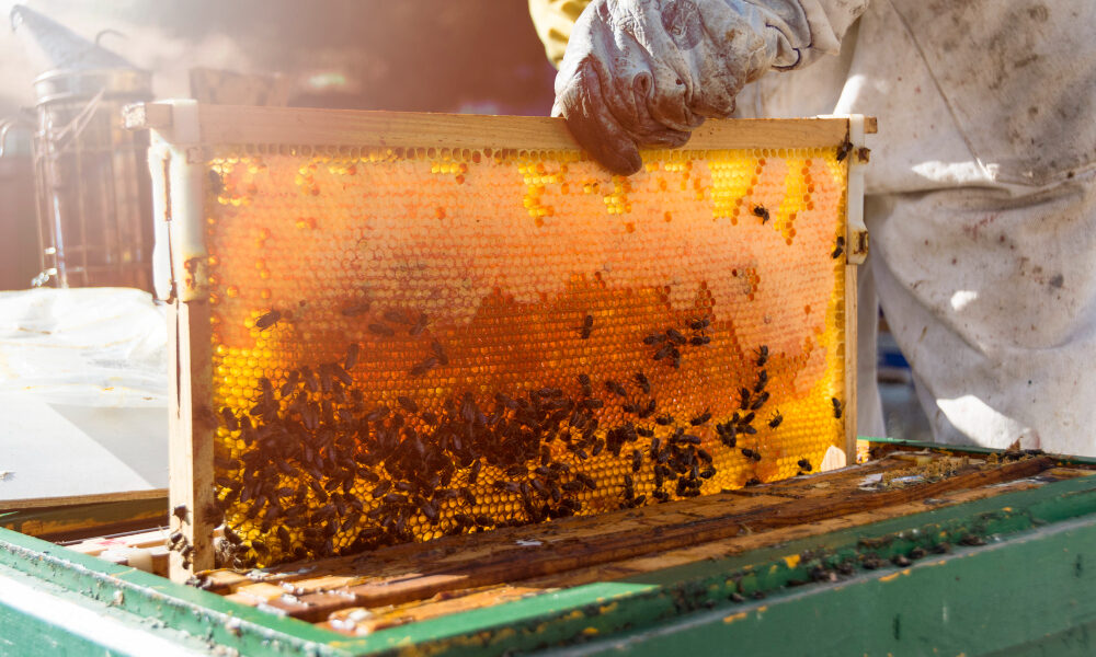 La miel, fuente nutritiva y creadora de sistemas | E&J