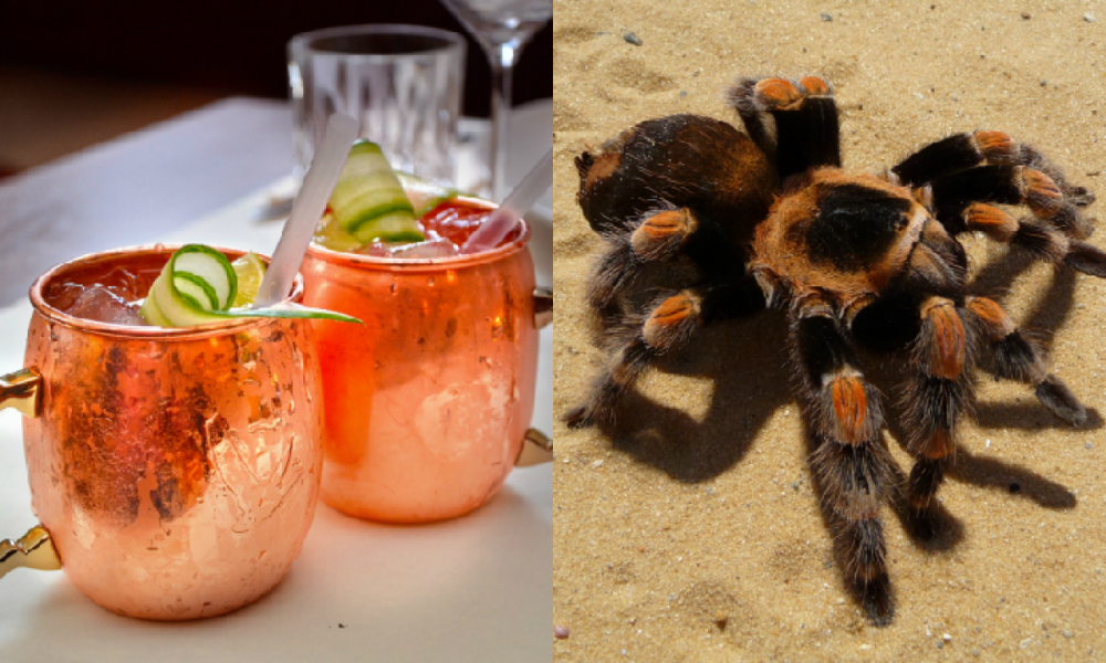 Ararog, el exclusivo cóctel con veneno de tarántula | E&J