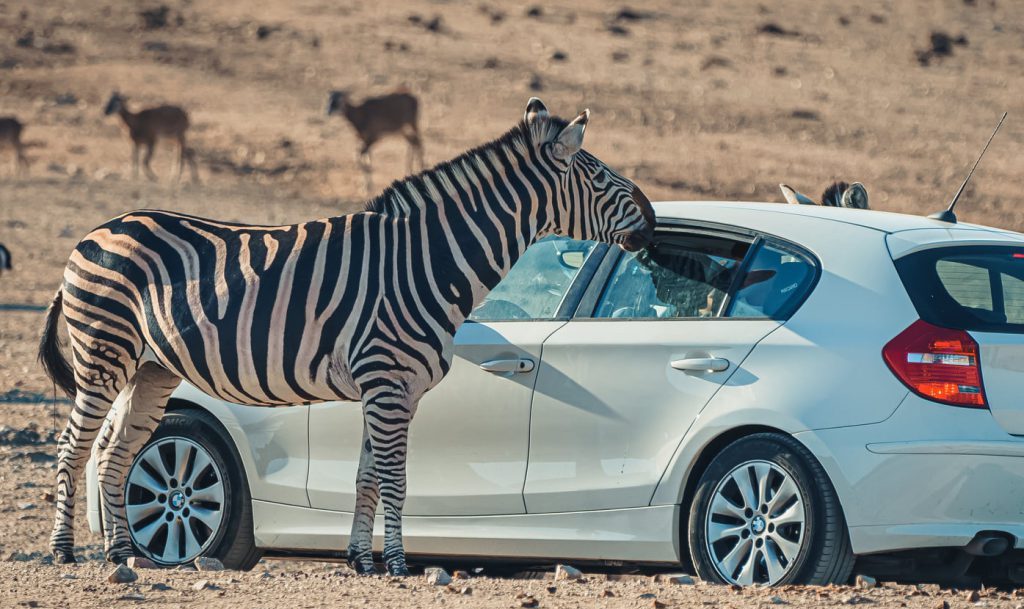 De safari por España: las rutas más alucinantes | E&J